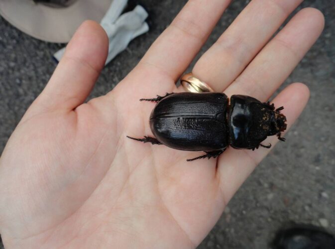 Coconut rhinoceros beetles found on Maui, Molokai | News, Sports, Jobs ...